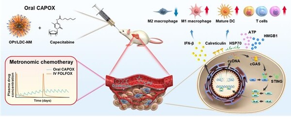 목포대, '대장암 간 전이 치료 화학요법' 개발